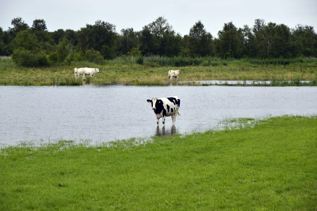 Aanvragen subsidie NH voor verbetering water - De Heemsteder | Bloemendaler