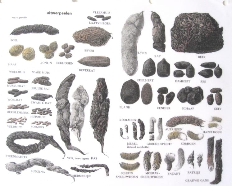 Dierensporen kijken, excursie voor kinderen - De Heemsteder | Bloemendaler