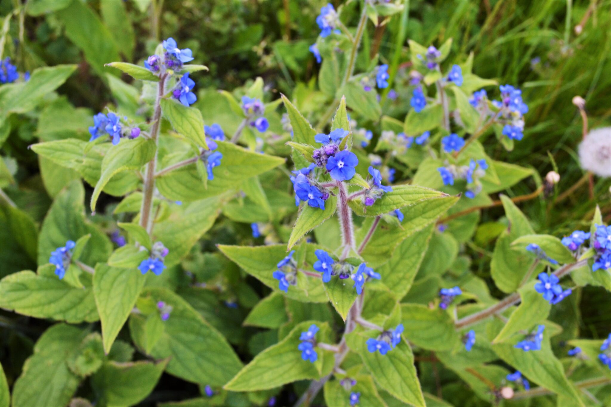 Ken uw tuin: de overblijvende ossentong achter de Oude Kerk - De ...