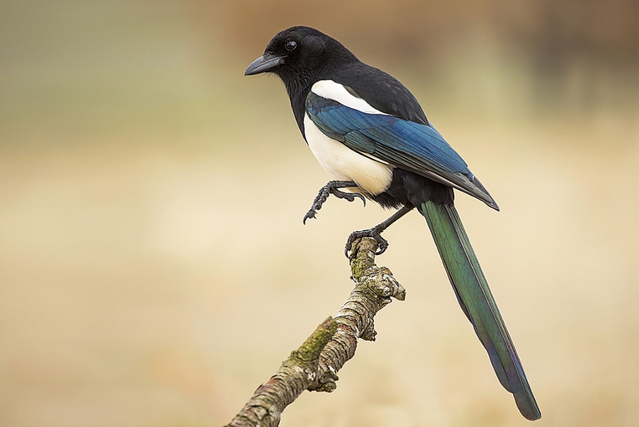 Ken uw tuin: de ekster, een brutaal nieuwsgierig aagje - De Heemsteder ...