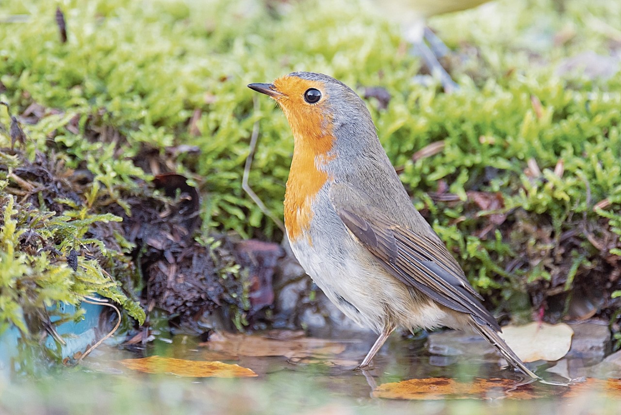 Ken uw tuin: het roodborstje is een fanatieke territoriumverdediger ...