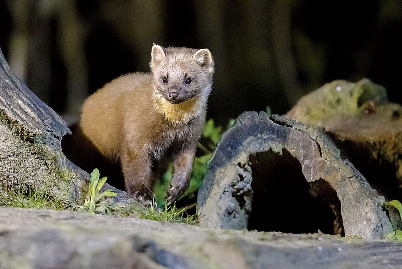 Ken uw nachtdier: de gewiekste boommarter - De Heemsteder | Bloemendaler