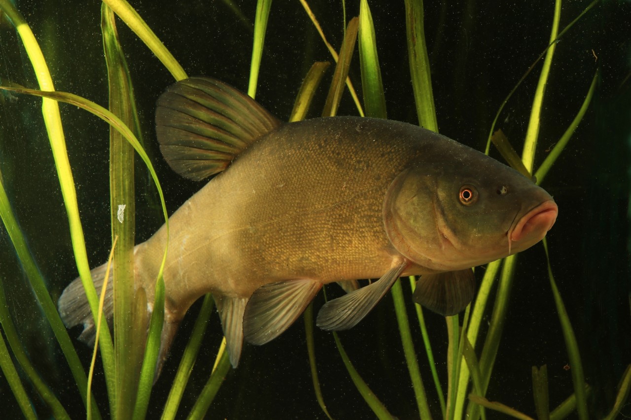 Ken uw waterkant: de zuiverende zeelt - De Heemsteder | Bloemendaler