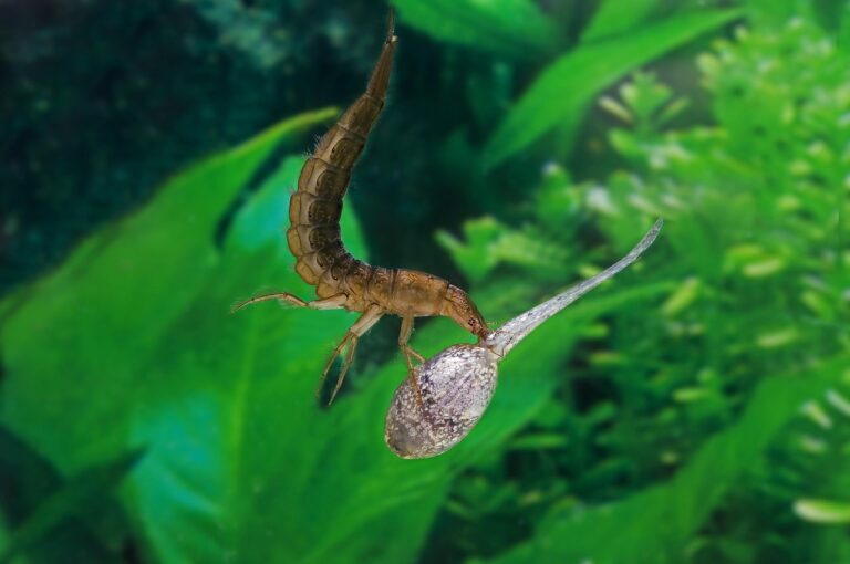 Ken uw waterkant: de geelgerande watertor, een vraatzuchtig roofinsect ...