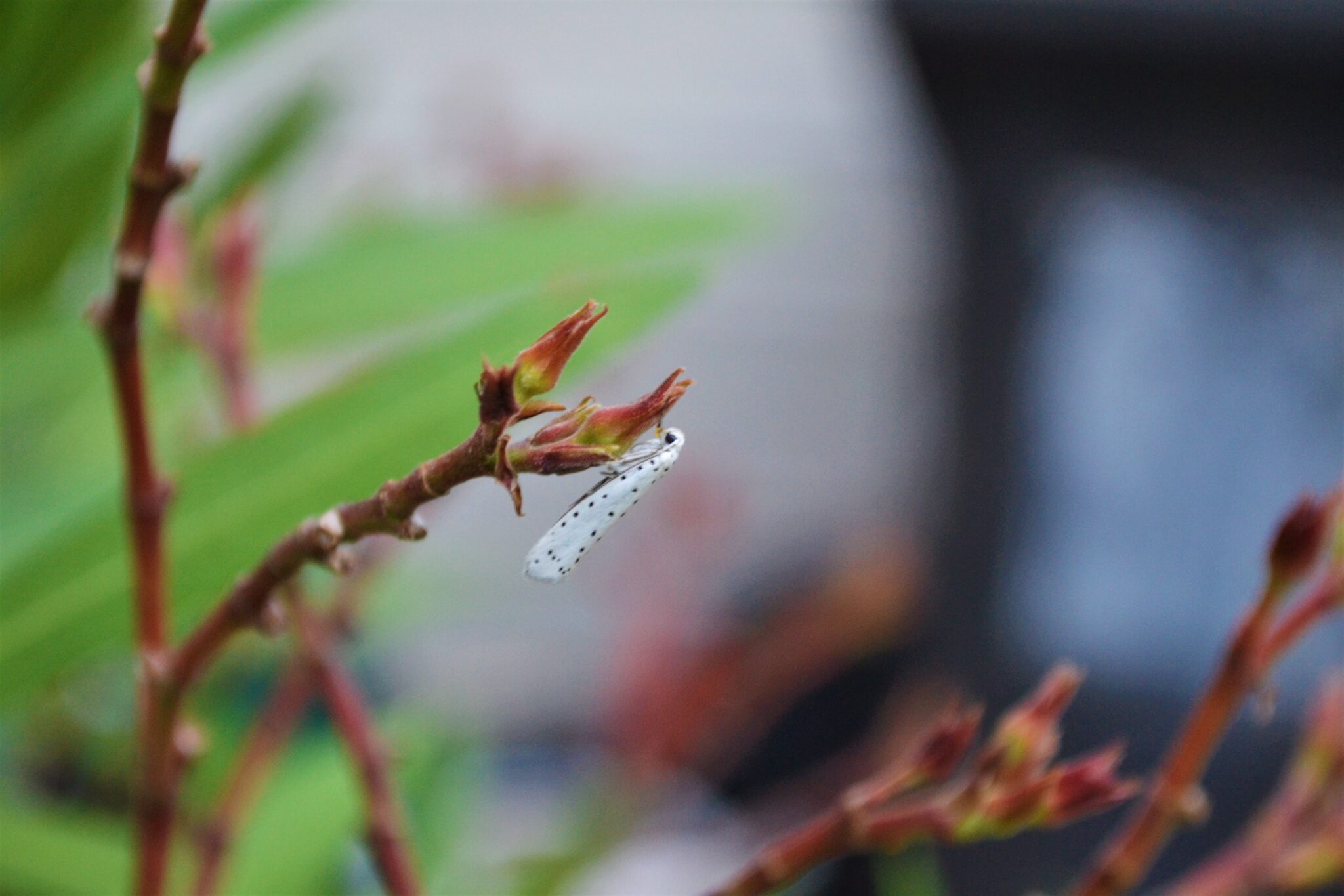 Ken uw tuin: het spinsel van de stippelmot - De Heemsteder | Bloemendaler