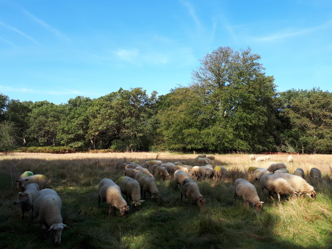 Buitenplaats Leyduin heeft nu kudde schapen te gast - De Heemsteder ...